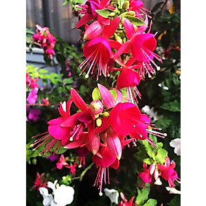 Purple Pink Fuchsia Flower Seeds Perennial Home Plant 100 Pcs Seeds