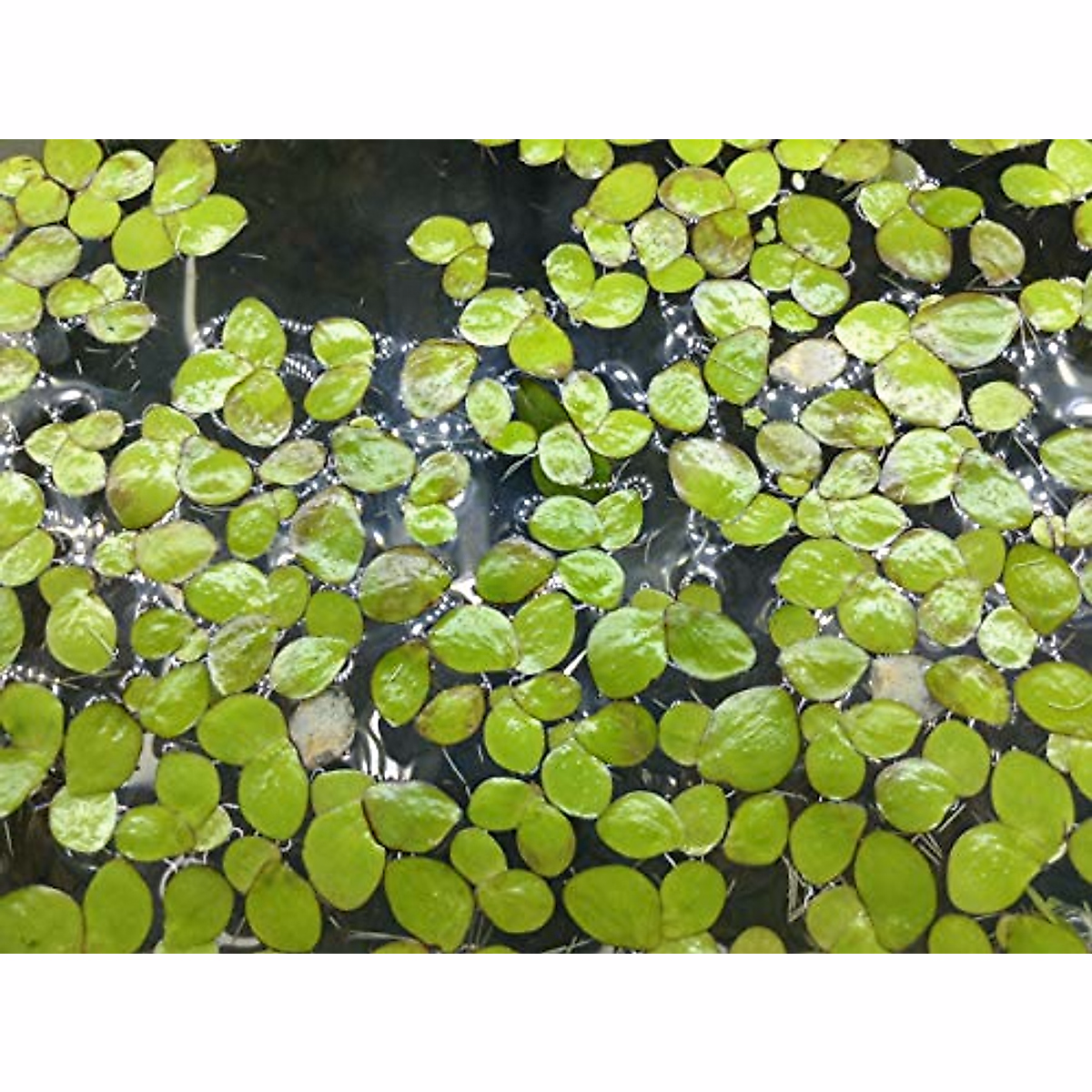 20+ Giant Duckweed, Spirodela polyrhiza, LiveFloating Plants for Pond/Aquarium