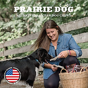 Prairie Dog Antlers | North American Split Moose Antler | MEDIUM | Naturally Shed | Hand Harvested | Nutrient Rich | 6-7.5 inches long