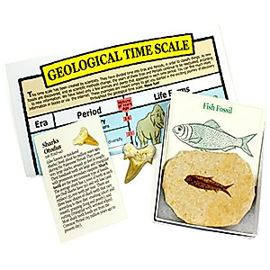 DANCING BEAR Fossil Collection Set, 20 Real Premium Specimens: Trilobite, Ammonite, Fish Fossil, Shark Tooth, Petrified Wood, Dinosaur Bone, Fossil Book, Time Scale, ID Cards, STEM Science Kit