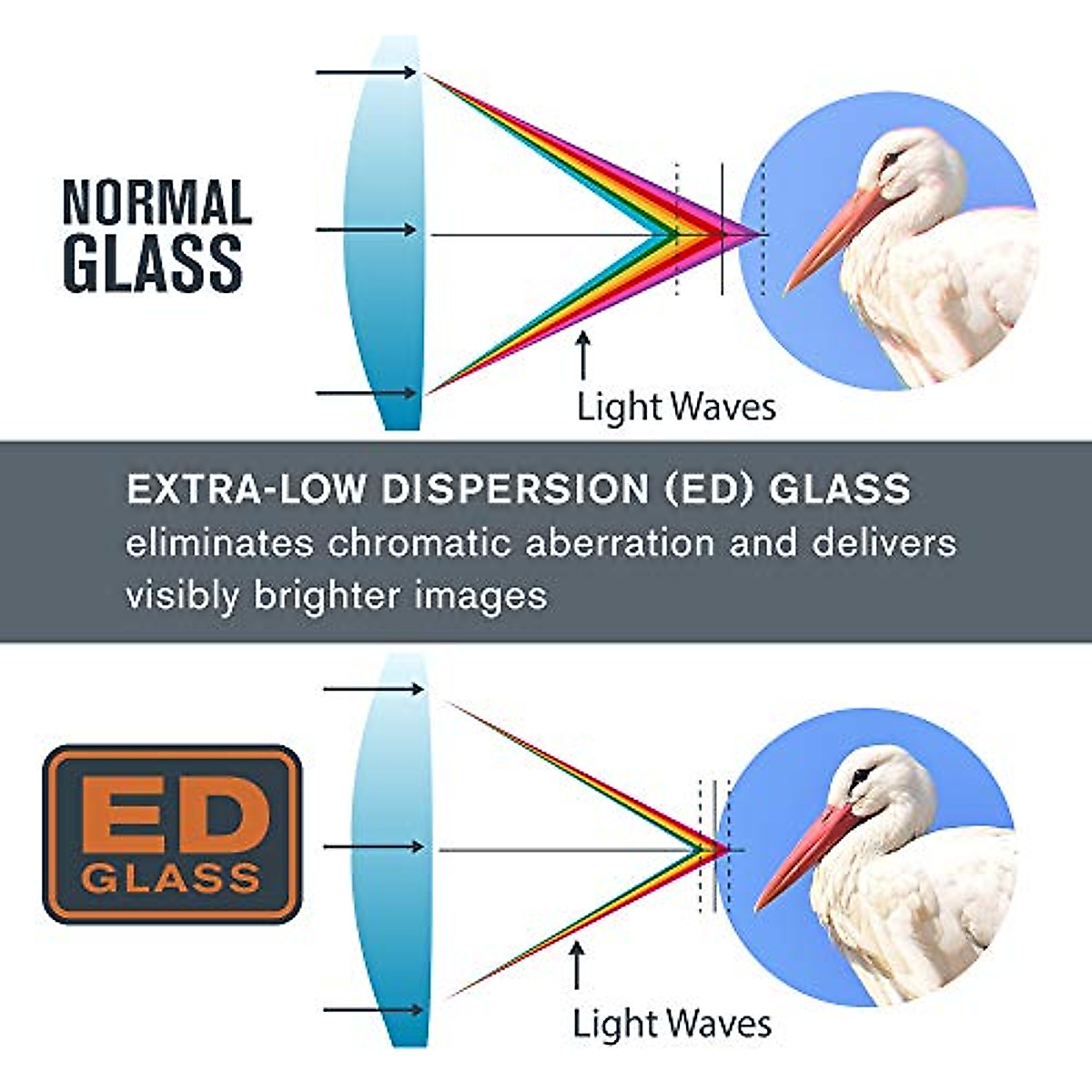 Celestron – Regal ED 8x42 Binocular – ED Binoculars for Birding, Hunting and Outdoor Actvities – Phase and Dielectric Coated BaK–4 Prisms – Fully Multi-Coated Optics – 6.5 Feet Close Focus