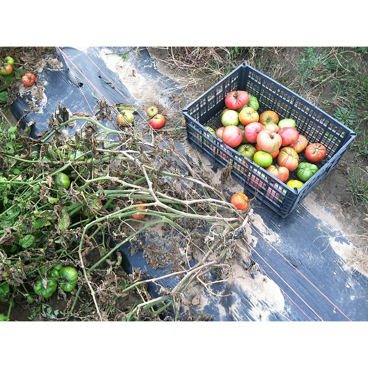 WWJD Worm Farm - 25 Red Wigglers - Garden Worms