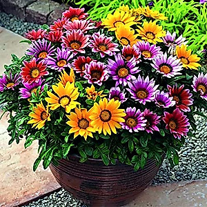 KIRA SEEDS - Treasure Flower Mix- Gazania - Annual Flowers for Planting - GMO Free