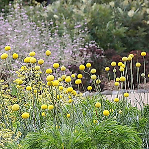 Craspedia Globosa Seeds Billy Buttons Evergreen Perennial Drought Tolerant Attracts Bees & Butterflies Cut Flowers Bed Border Garden Outdoor 200Pcs Flower Seeds by YEGAOL Garden