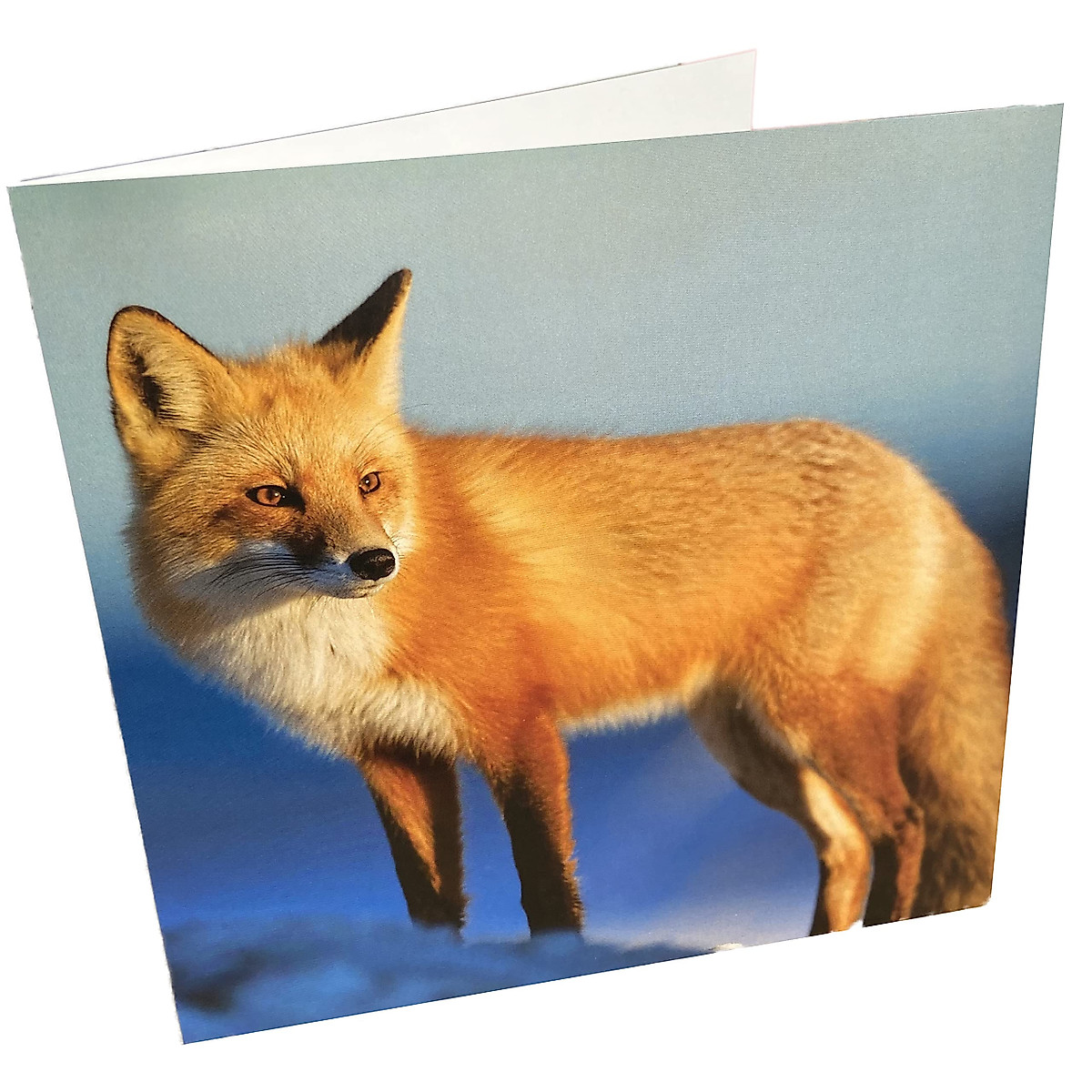 Maturi Fox Photographic Blank Birthday Greetings Card, 6" x 6" Square