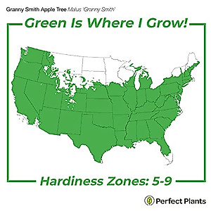 PERFECT PLANTS Granny Smith Apple Tree 4-5ft Tall | Live Fruit Trees for Outdoor Planting | Fresh Apples for Eating, Canning, & Dehydrating | Sweet & Tasty Green Fruits Ripen in Fall