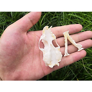 Racoon Dog Skull,Cat Skull,Coypu Skull,Muskrat Skull,Fox Skull,Raccoon Dog Skull,Mink Skull,Taxiderm Skull Specimen