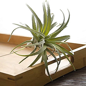 Haudang 4Pack Artificial Pineapple Grass Air Plants Fake Flowers Faux Flocking Tillandsia Bromeliads Home Garden Decor