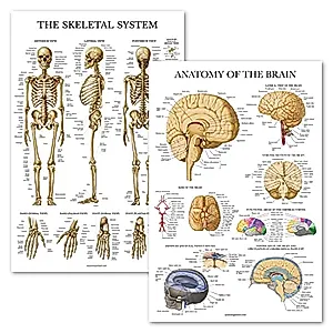 Palace Learning 2 Pack - Skeletal System Anatomical Poster + Brain Anatomy Chart - Laminated