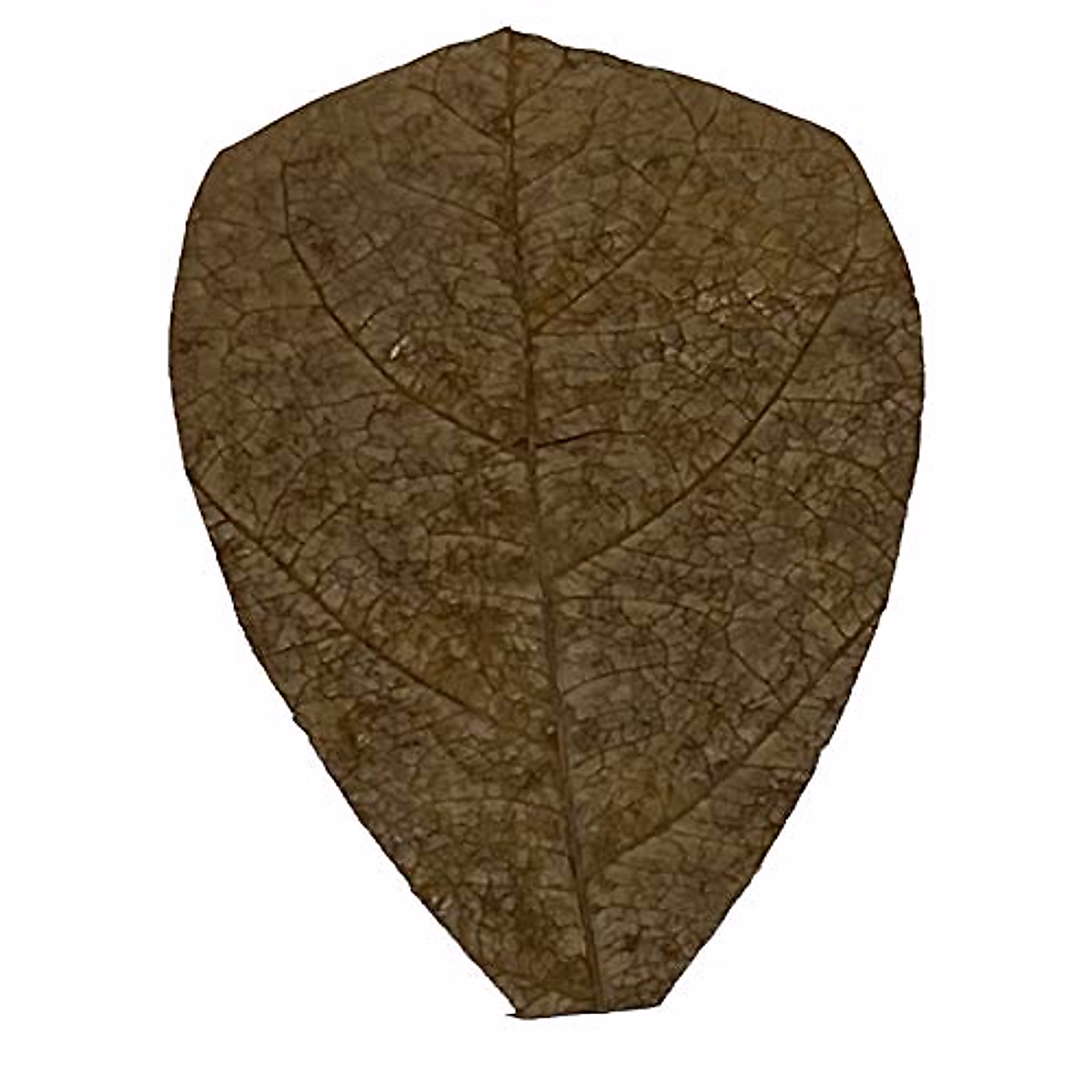 Awesome Aquatic Betta/Shrimp Leaves 50 Mini 2" Premium Catappa Indian Almond Leaves Natural Habitat Tannin Producing Improves Immunity, Easy to USE