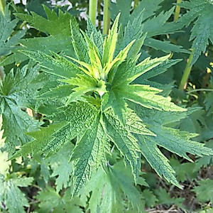 CHUXAY GARDEN 40 Seeds Leonurus Japonicus,Oriental Motherwort,Chinese Motherwort Annual Herb Flowering Plant Grow Fast Grows in Garden and pots