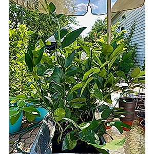 Sapodilla Gardens Persian Lime (Citrus aurantifolia Hybrid) _Tree - Fruit-Plant-No Shipping to CA, AZ, TX, LA, MS, AL, GA, FL, SC