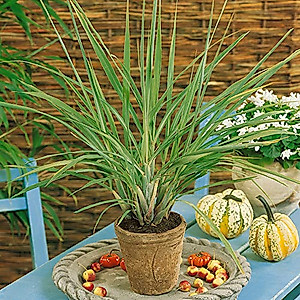 Outsidepride Cymbopogon Lemon Grass Aromatic, Fragrant Ornamental & Culinary Herb Garden Plant - 1000 Seeds