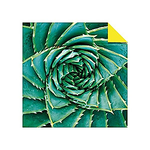 Origami Paper 500 sheets Succulents 6" (15 cm): Tuttle Origami Paper: Double-Sided Origami Sheets with 12 Different Photographs (Instructions for 6 Projects Included)