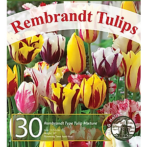 Rembrandt Tulip Mixture- 30 Perennial Tulip Bulbs
