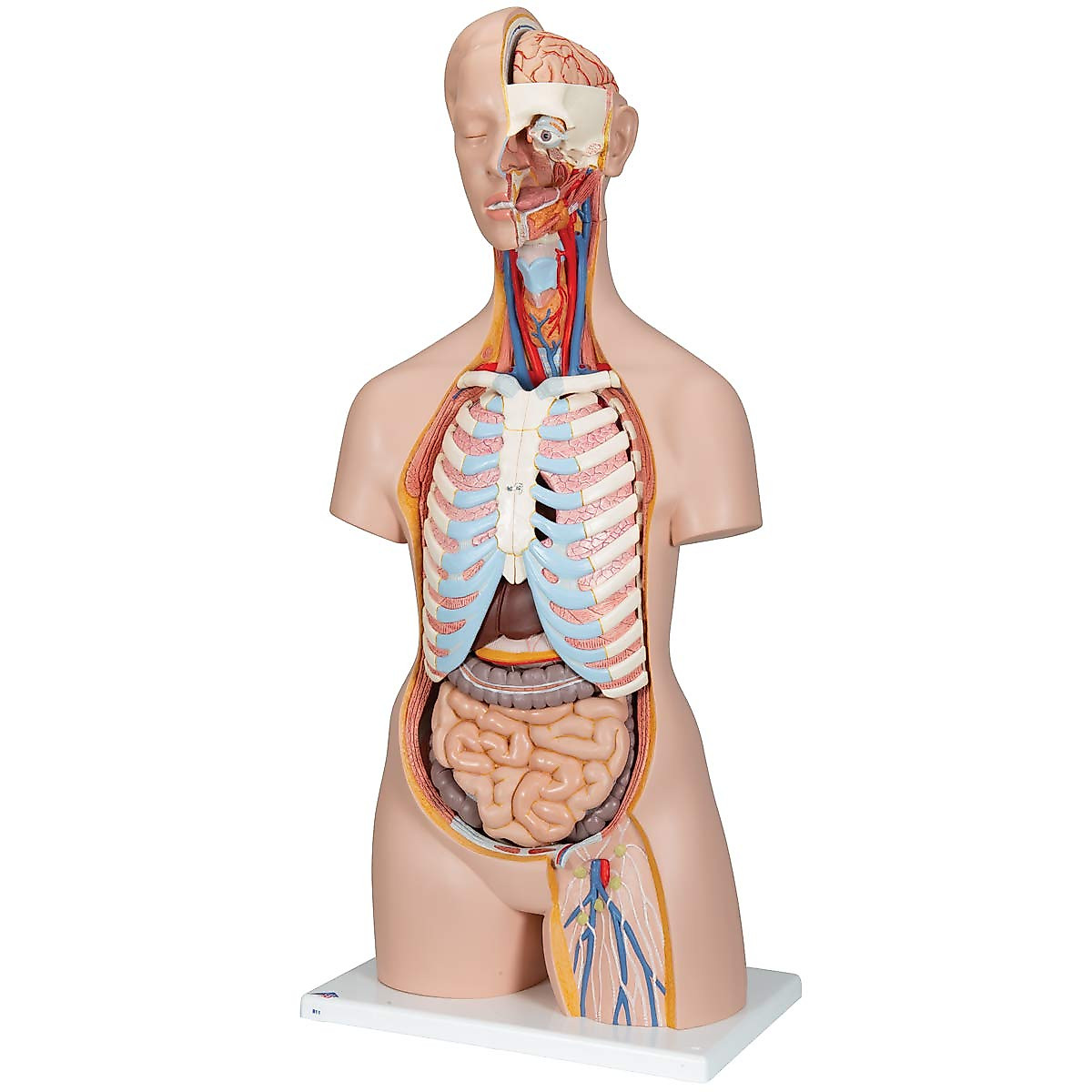 3B Scientific B11 Plastic 16 Part Classic Unisex Human Torso Model, 9.8" Length x 15" Width x 34.3" Height