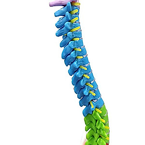 Ultrassist Miniature Human Spine Model, 15.5" Mini Color Coded Spinal Cord with Herniated Disk, Nerves, Arteries, Pelvis and Femur Stumps for Med Students and Chiropractors, Includes Stand