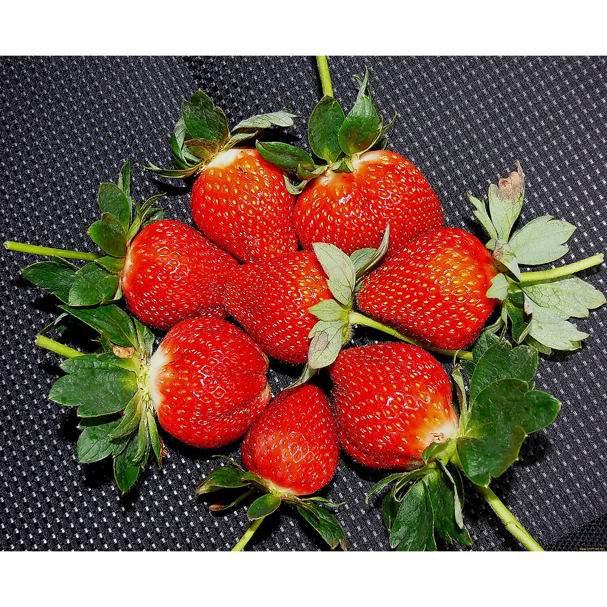 CEMEHA SEEDS - Giant Strawberry Fresca Everbearing Berries Indoor Non GMO Fruits for Planting