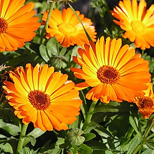 Shwally Tallow & Calendula Baby Bootie, Lip and Nipple Balms, The Ultimate Paleo Skin Protector - 100% Grass Fed Tallow, Calendula Flowers and Protective Beeswax, Pregnancy and Nursing Safe, Unscented (Zinc Oxide + Chamomile - Not Scented)