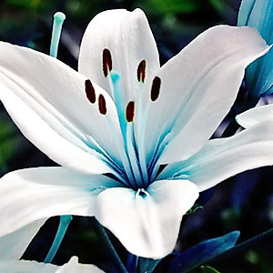 QAUZUY GARDEN 50 Rare Blue Lily Seeds Perennial Lilium Flower Showy Blossoms Home Bonsai Garden Decor Deer Resistant Easy to Grow Attract Pollinators