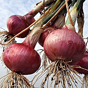 Red Grano Onion Seeds for Planting, 300+ Heirloom Seeds Per Packet, (Short Day) Non GMO Seeds, (Isla's Garden Seeds), Botanical Name: Allium cepa