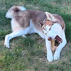 SPOT Bam-Bones Plus T Bone - Bamboo Fiber & Nylon, Durable Long Lasting Dog Chew for Aggressive Chewers – Great Toy for Adult Dogs & Teething Puppies Under 90lbs, Non-Splintering, 7in Chicken Flavor