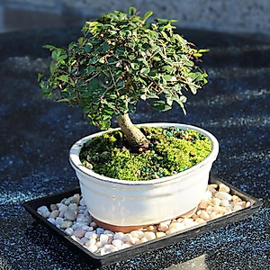 Brussel's Live Chinese Elm Outdoor Bonsai Tree - 5 Years Old; 10" to 14" Tall with Decorative Container, Humidity Tray & Deco Rocks