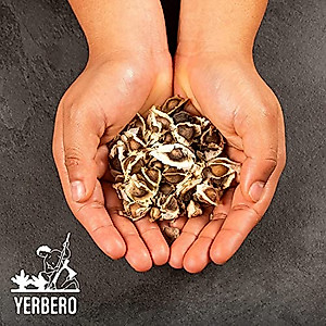 Yerbero - 100% All Natural Moringa Oleifera Seeds 600 Count (6oz) | (Drumstick Tree) | Semillas De Moringa Comestibles