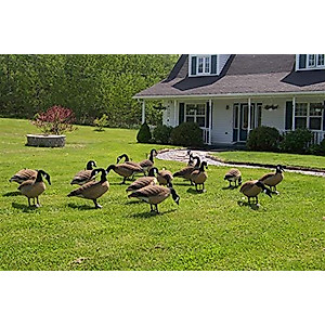 Canada Goose Head Decoy Flocking Kit - 50 Heads