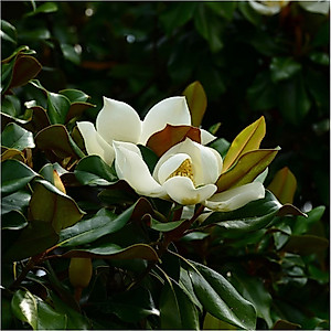 CHUXAY GARDEN 10 Seeds Magnolia Grandiflora Seed,Southern Magnolia,Evergreen Magnolia, Loblolly Magnolia,Big Laurel, Bull Bay Hardy Evergreen Tree Excellent Addition to Garden