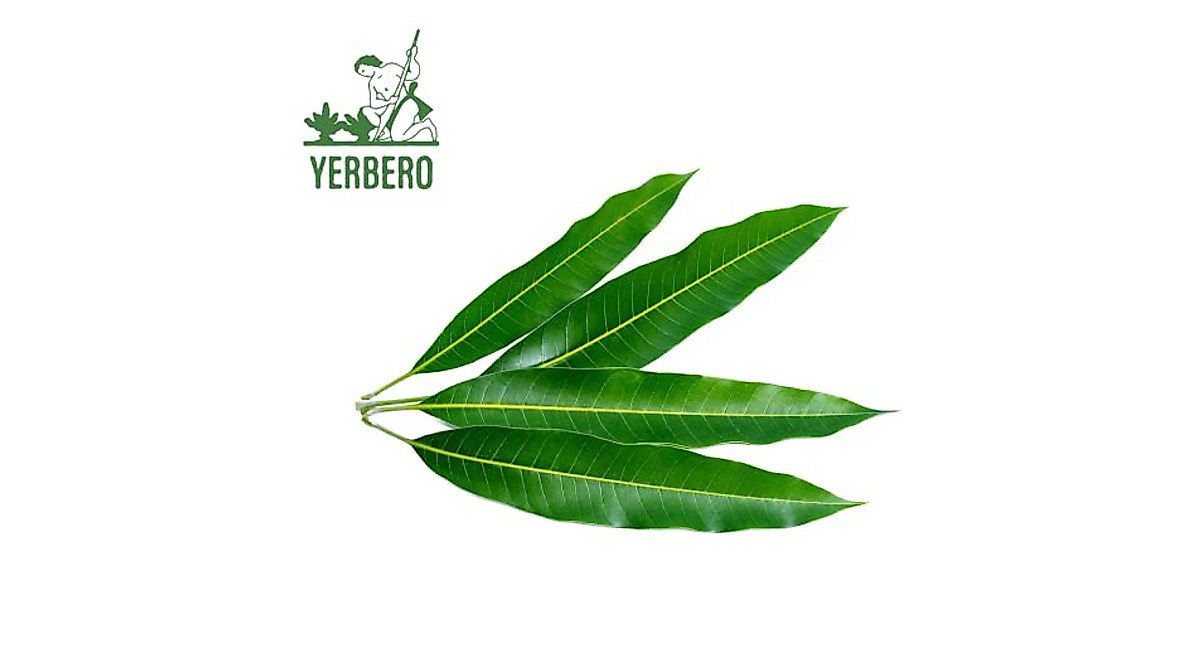 Yerbero Whole Dried Mango Leaves - Natural Relaxation & D-Tox Tea