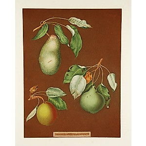 [Pears] Double Blossom Pear; Swan's Egg Pear; Winter Swan's Egg Pear