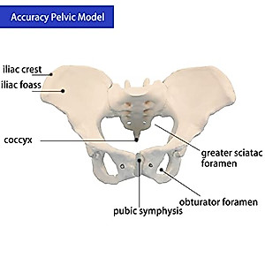Veipho Pelvis Model, Female Pelvis Model, Pelvic Model Female, Female Pelvis Anatomy Model, Life Size Anatomical Female Pelvis Model for Patient Science Education