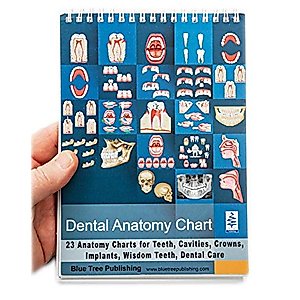 Dental Charts (Flip Chart, Stand up)
