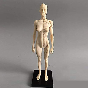 11inch Human Anatomical Model Art Mannequin Musculoskeletal Structure of Painting Sculpture White Body （Male+Female ）
