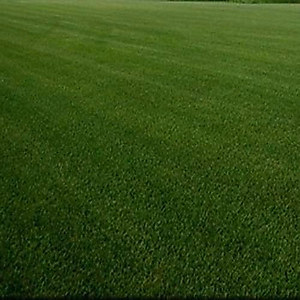 Outsidepride SPF-30 Heat & Drought Tolerant Hybrid Bluegrass Lawn Grass Seed - 10 LBS