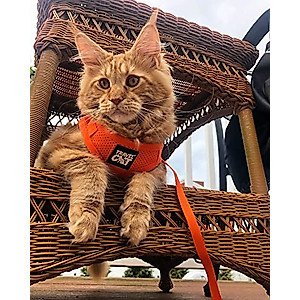 Travel Cat Harness and Leash Set - Adjustable Comfort Fit Mesh Vest Harnesses with Reflective Strap - Snug Fit Harness for Cats, Kitten for Outdoor Walking, Orange, Small (Chest 13-15.5 inch)