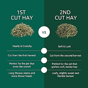 Kaytee 1st Cut Hearty and Crunchy Timothy Hay for Pet Guinea Pigs, Rabbits & Other Small Animals, 6.5 Pound