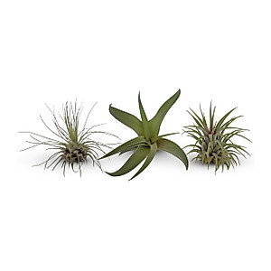 Mini Tillandsia Assortment 3 Pack Air Plants by CTS Air Plants