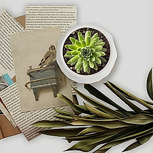 ZOUTOG Succulent Plant Pot 12 Pack, 2.5 inch Square Pattern Ceramic Planters with Bamboo Tray, Small Succulent Pots for Indoor Plants, White Office Desk Decor (Seeds＆ Plants Not Included)