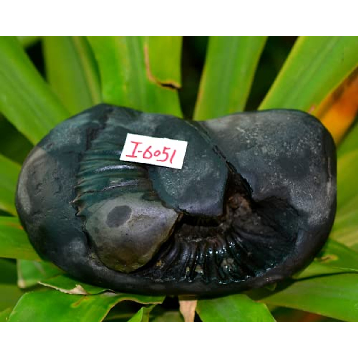 2.25"X4"Shri Laxmi Narayan Shaligram, Rare & Special One Piece, Religious Gifts, Saligram Stone - Gandaki River -I-6051