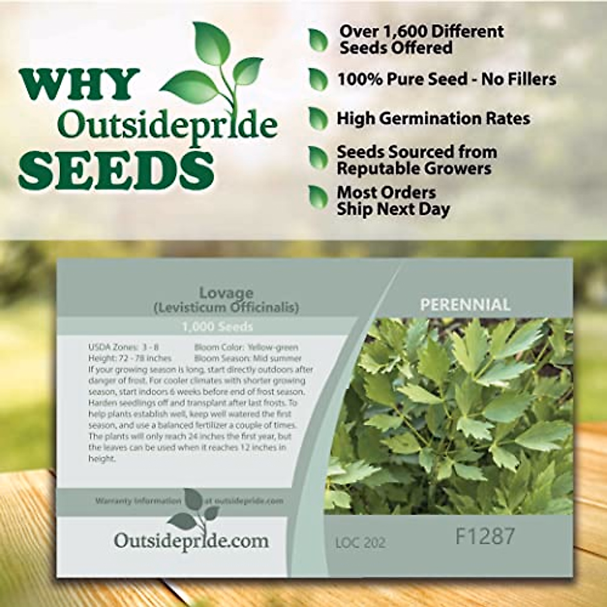 Outsidepride Perennial Levisticum Lovage Culinary Herb Garden Plants Used for Flavoring & Salt Substitute - 1000 Seeds