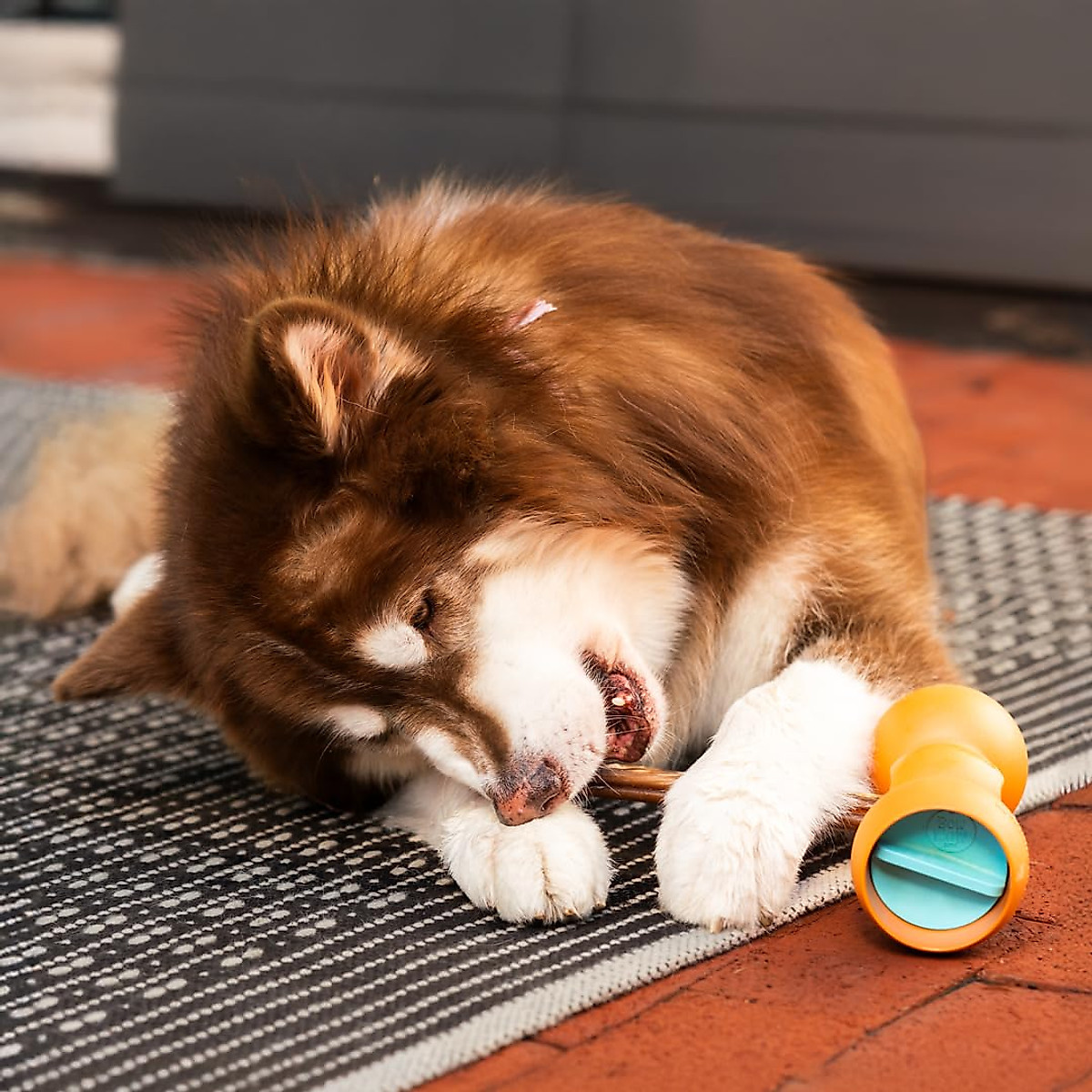 Bow Wow Labs 6" Bully Sticks for Dogs | 100% All Natural, Grass-Fed, Free-Range Beef | Low Odor | Long Lasting Chews | SafeFit | 10 Pack (Thin)