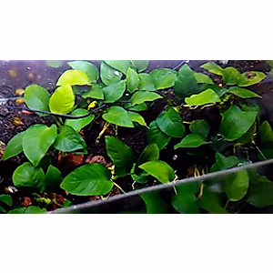 Marcus Fish Tanks - Anubias Barteri Pot Easy Live Aquarium Plants Buy 2 GET 1