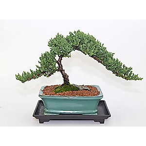 Japanese Juniper, Traditional Bonsai, Windswept Style, 12 Years Old.
