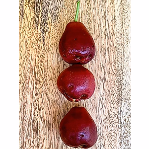 Purple Malay Apple Syzygium malaccense Fruit Tree Starter Potted Plant Very Rare