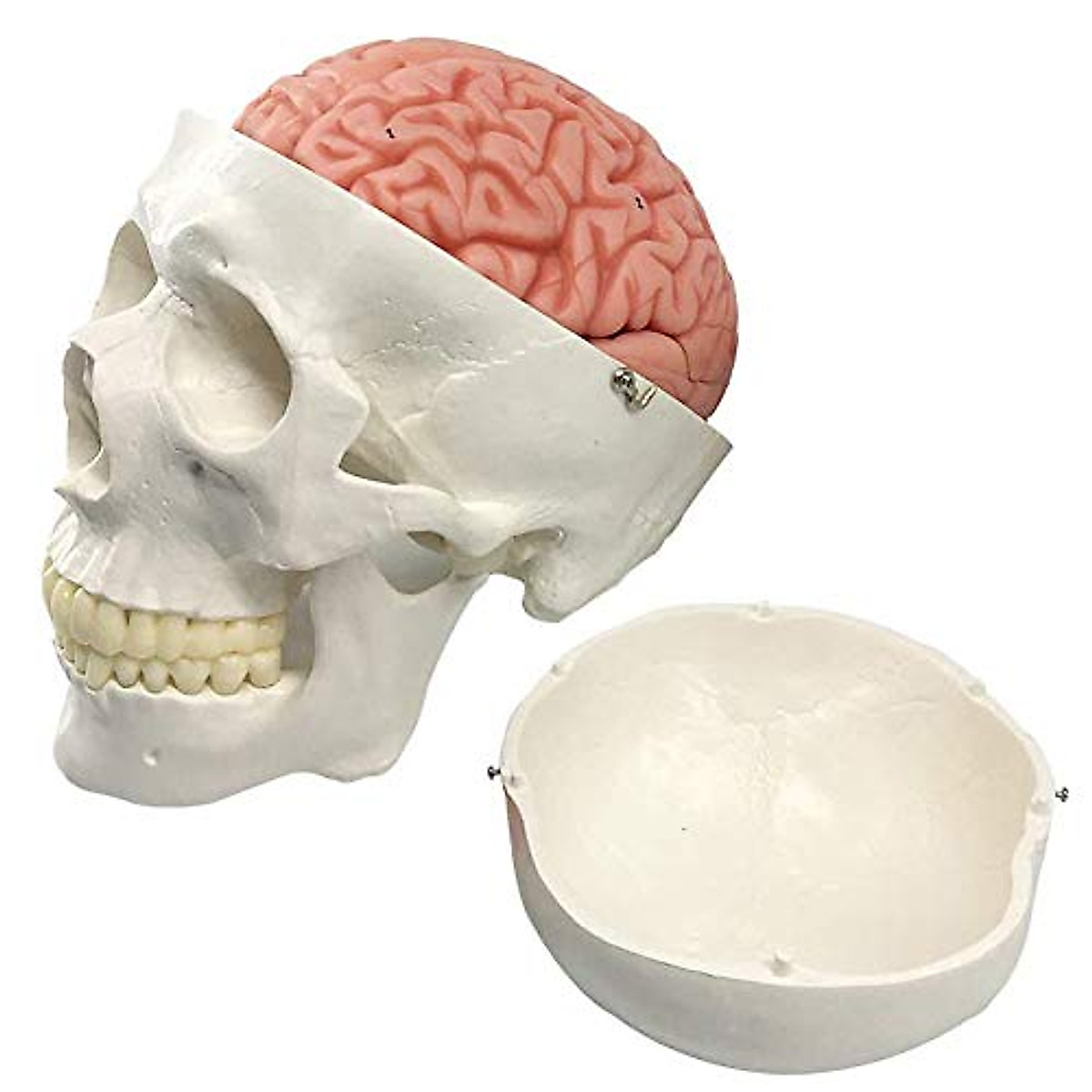 Human Skull and Brain Model, 11 Parts, Life Size, Anatomical Human Head Model W/Brain, Human Skull, for Medical Teaching Learning, Medical Students and Kids Education Display Tool