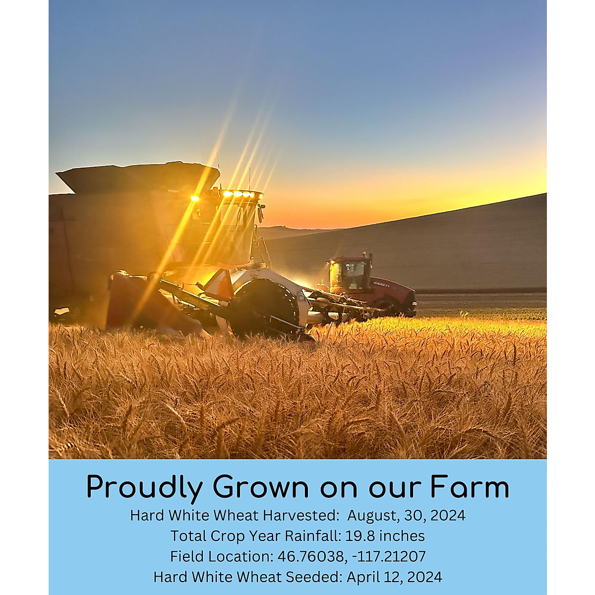 Hard White Wheat Berries | 3-4 LB Kraft Bags (12 LBS total) | Desiccant Free | Sproutable | Non-GMO Project Verified | Kosher