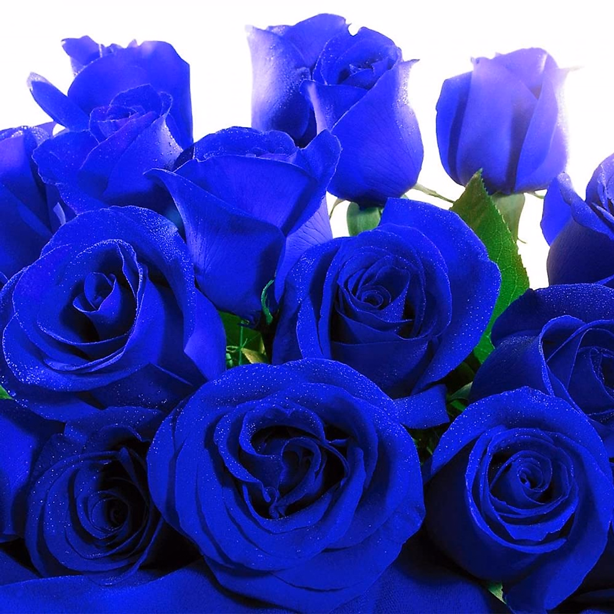 300+ Mix Rare Rose Seeds Multicolored Flower Non-GMO Heirloom Garden Home for Planting to Grow (White Blue Pink Purple)