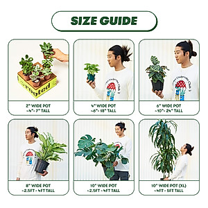 Rooted Mini Monstera, Rhaphidophora tetrasperma, Live, Live Indoor, Home Decor, Easy to Grow, Easy to Care, Outdoor Garden and Low Maintenance Houseplant, 4 inch Pot